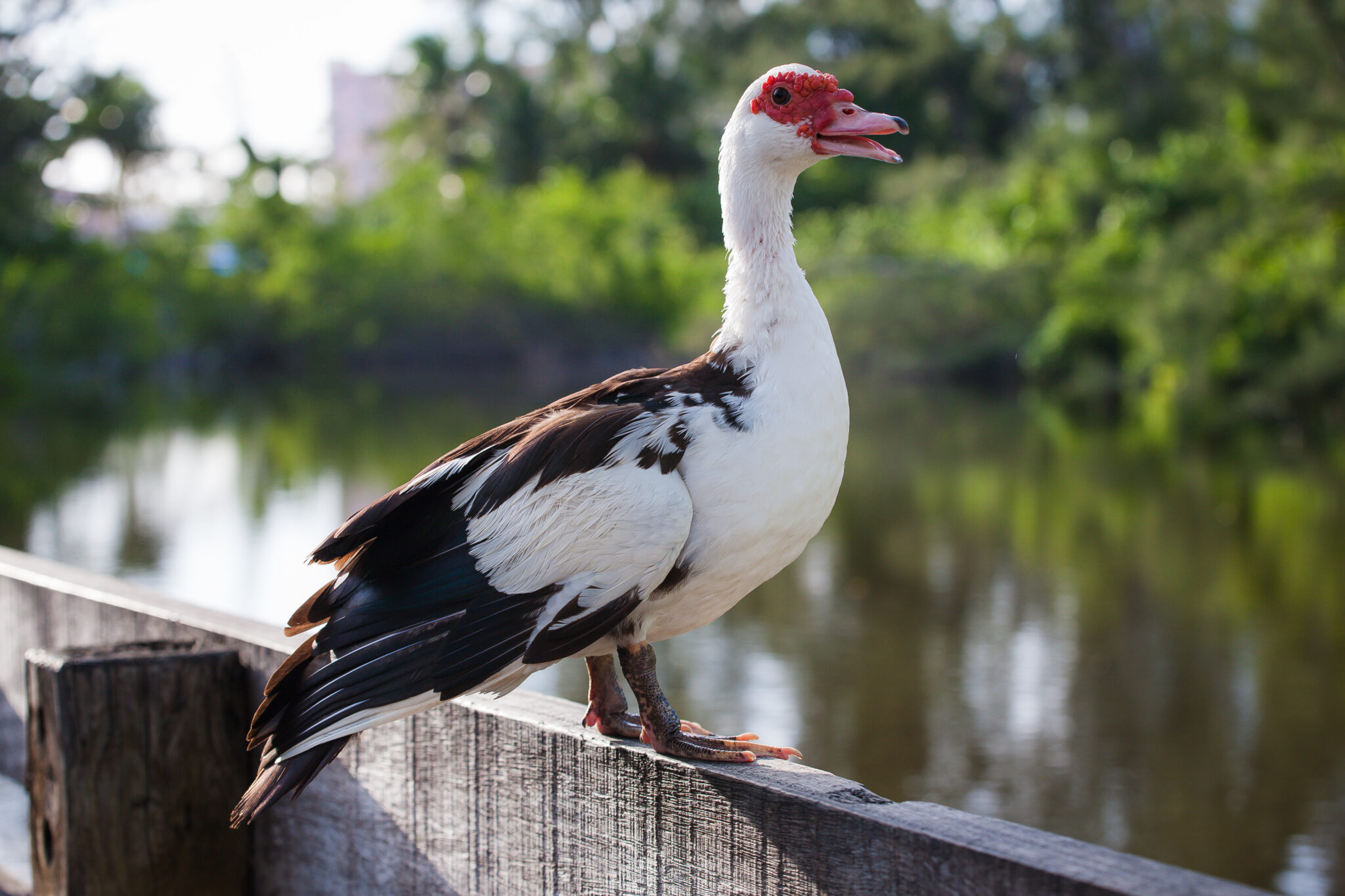 How To Care For Ducks - Backyard Poultry